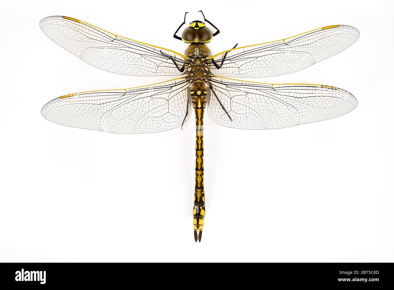Top down view in macro of a dragonfly isolated against a white ...