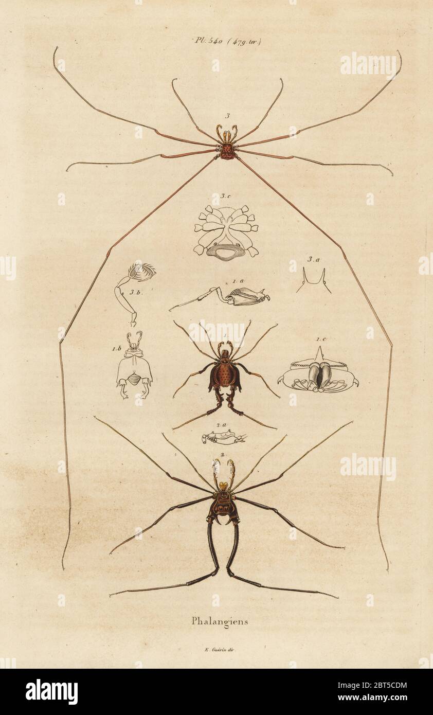 Opiliones species hi-res stock photography and images - Alamy