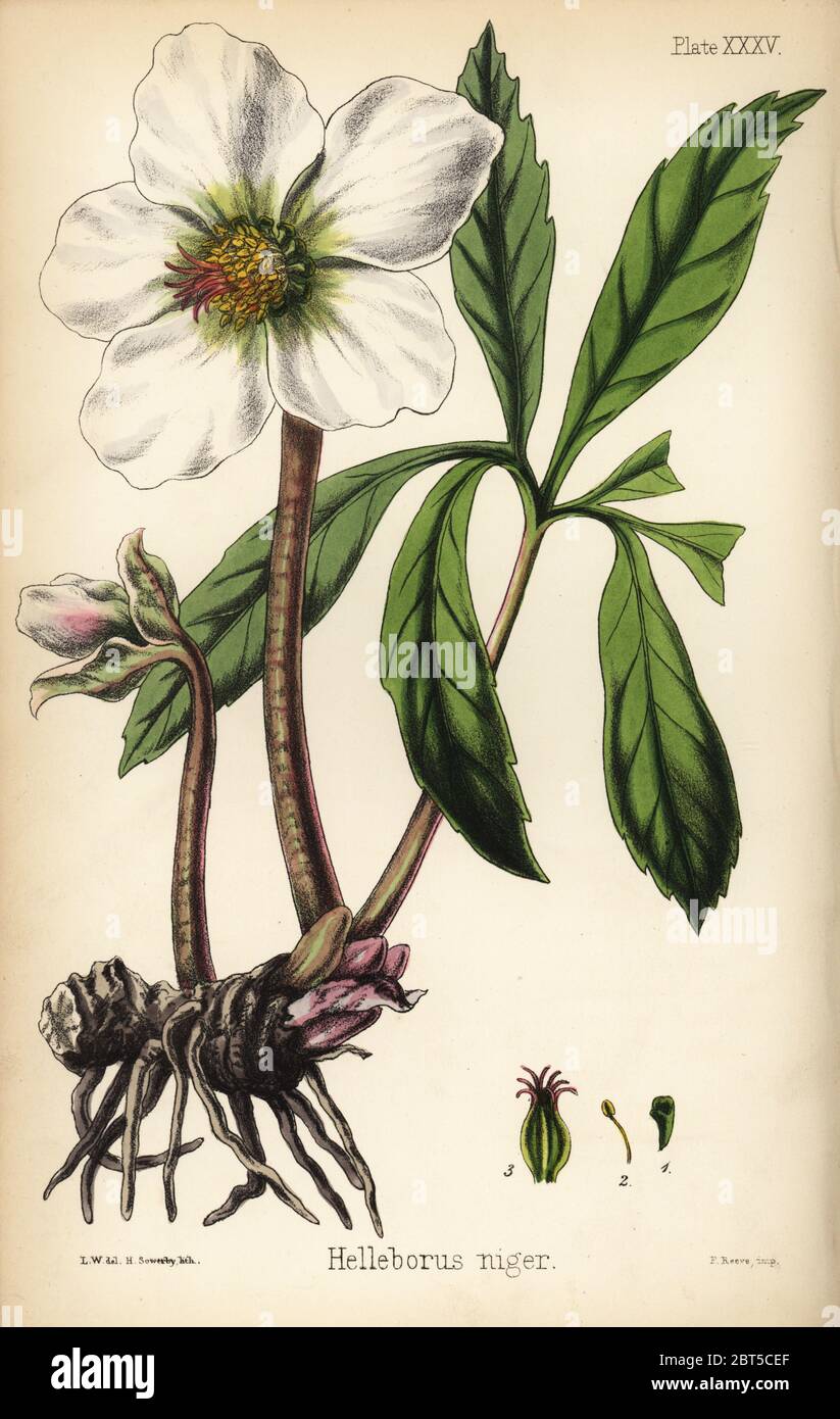 Christmas rose or black hellebore. Helleborus niger. Handcoloured ...