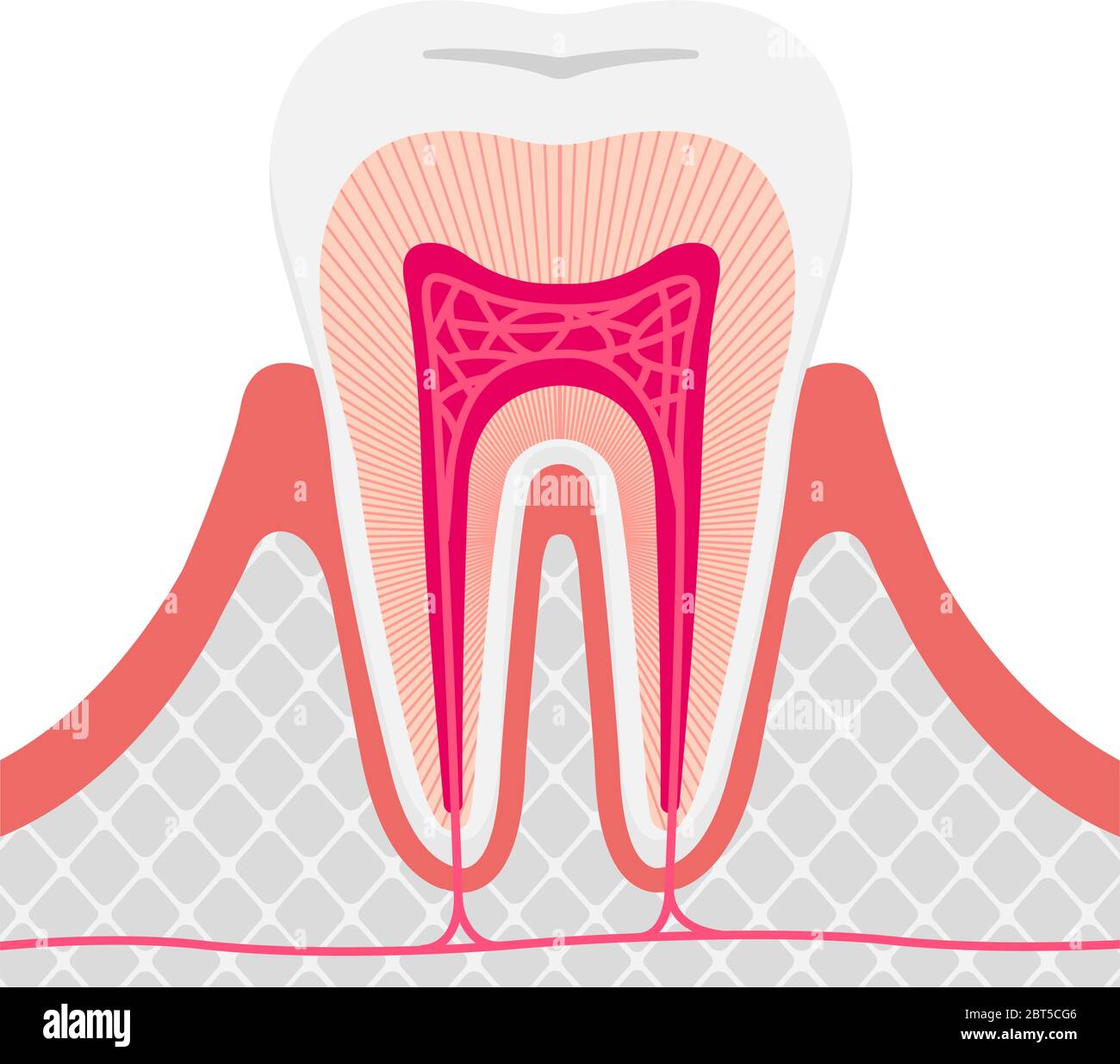 Healthy tooth anatomy flat vector illustration / no text Stock Vector ...