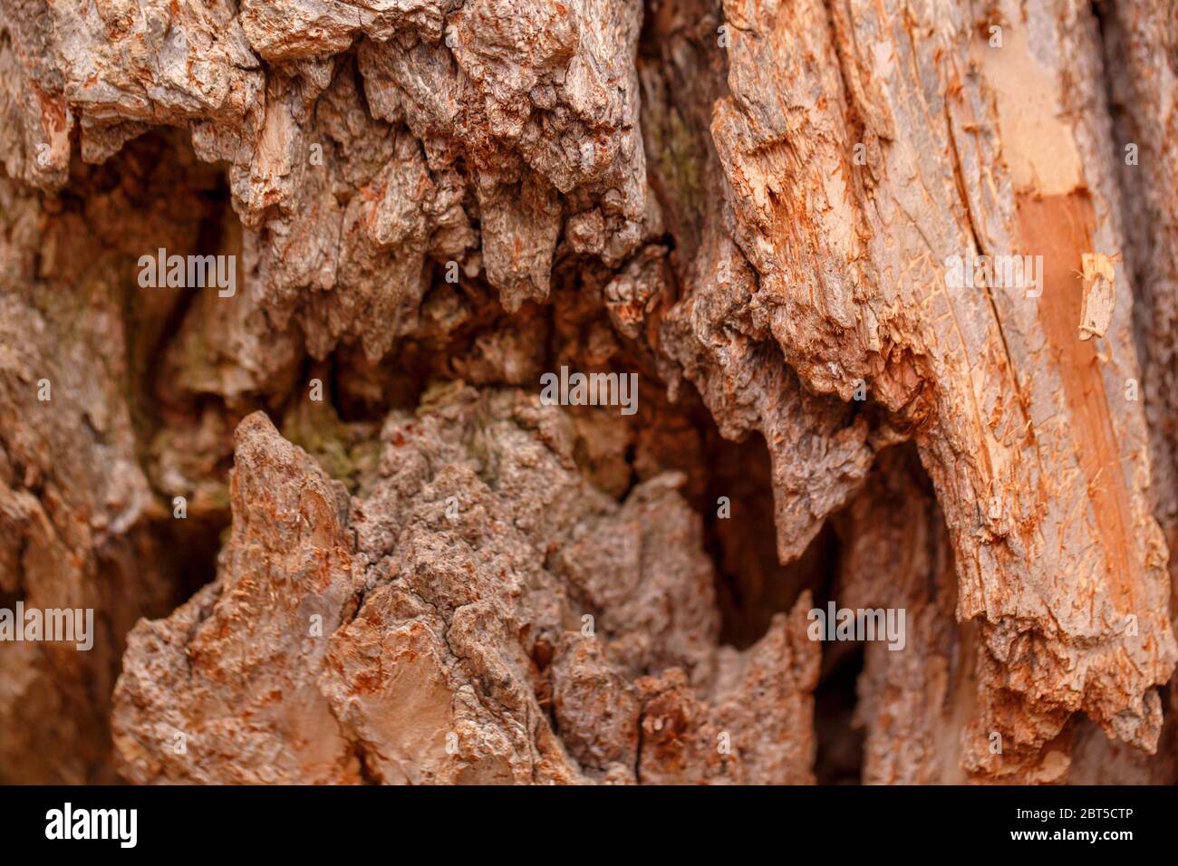Natural wooden texture background. Closeup macro of old aged tree bark ...