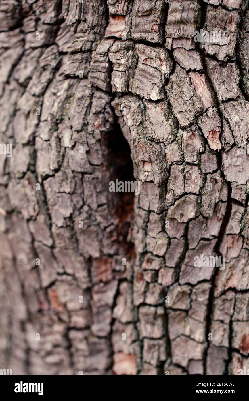 Natural wooden texture background. Closeup macro of old aged tree bark ...