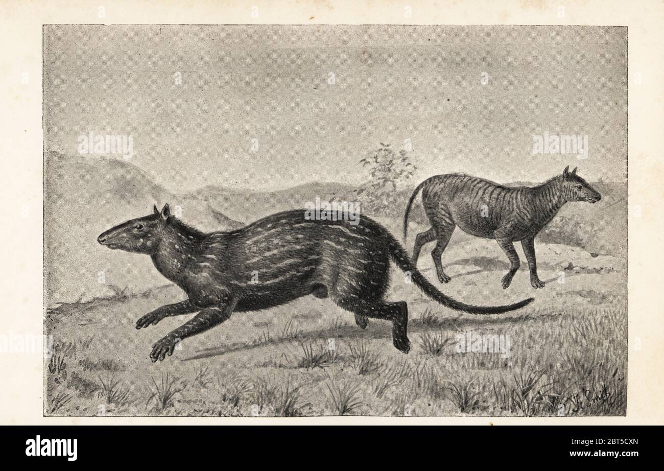 Hyracotherium horse hi-res stock photography and images - Alamy