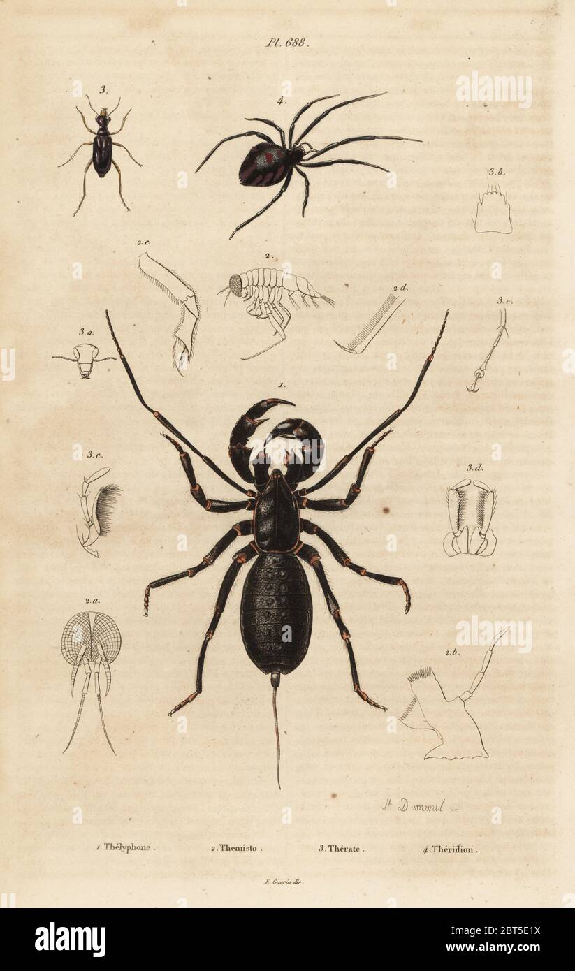 Giant whip scorpion, Mastigoproctus giganteus, beetle, Theratus species ...