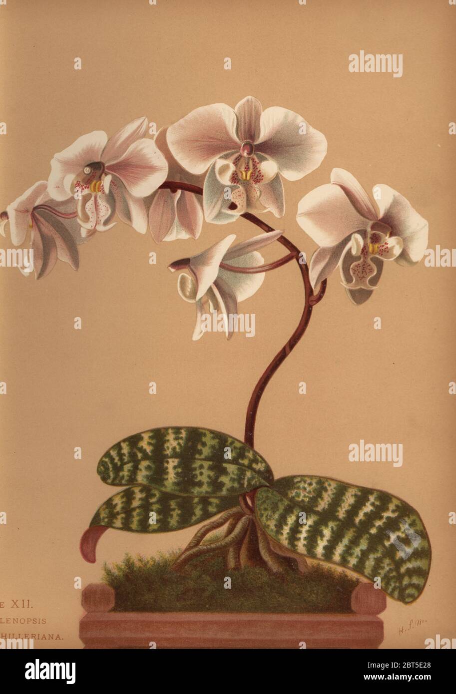 Phalaenopsis schilleriana (Phalenopsis schilleriana). Chromolithograph ...