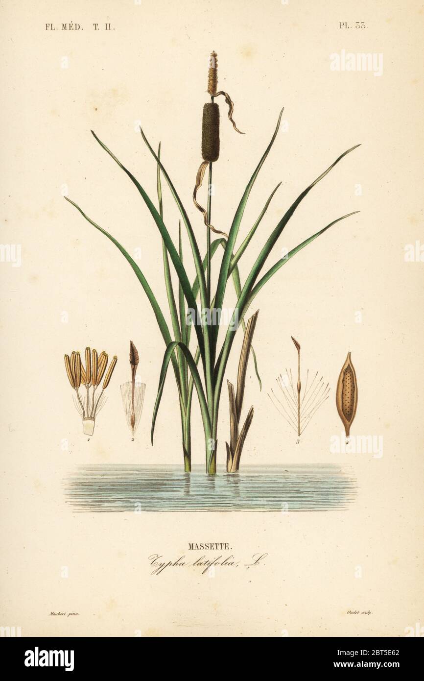 Botanical illustration bulrush hi-res stock photography and images - Alamy