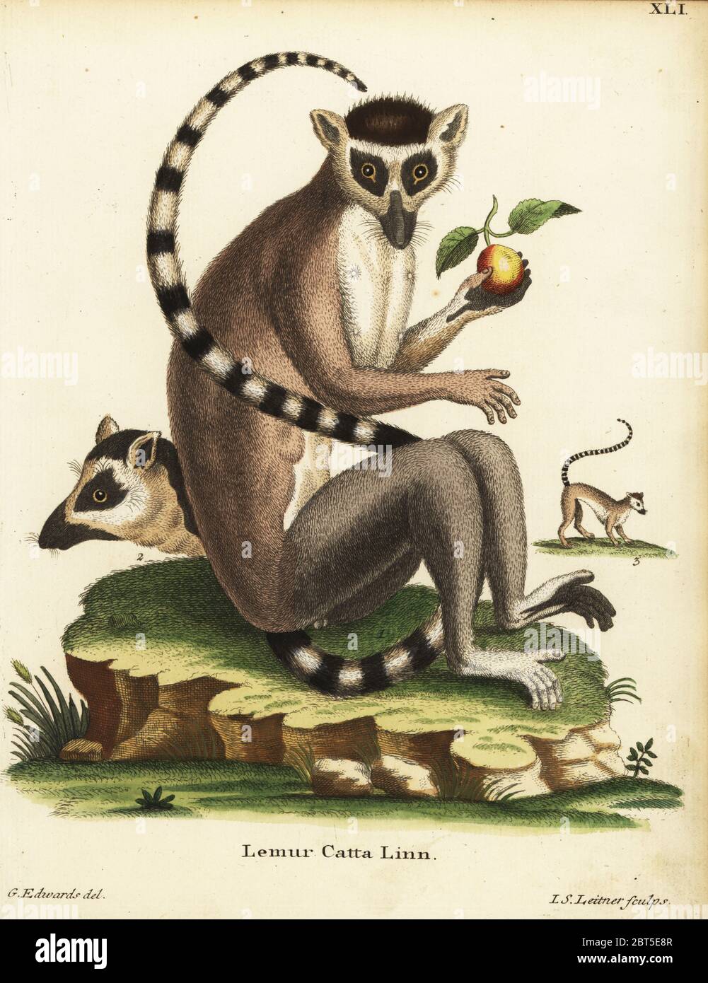 Ring-tailed lemur, Lemur catta. Endangered. Lemur catta Linn ...