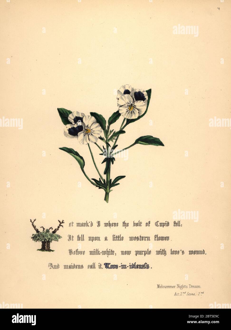 Love-in-Idleness (Midsummer Night's Dream). Handcoioured botanical ...