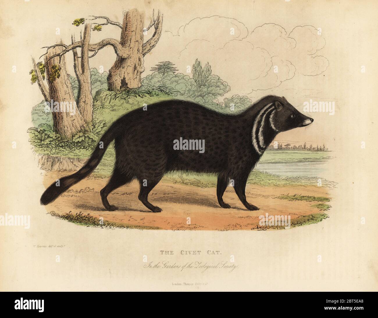 African civet, Civettictis civetta. The Civet Cat in the Gardens of the ...