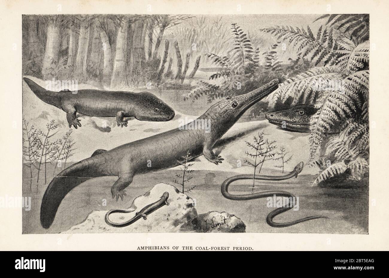 Extinct amphibians: Actinodon, Keraterpeton galvani, Archegosaurus ...