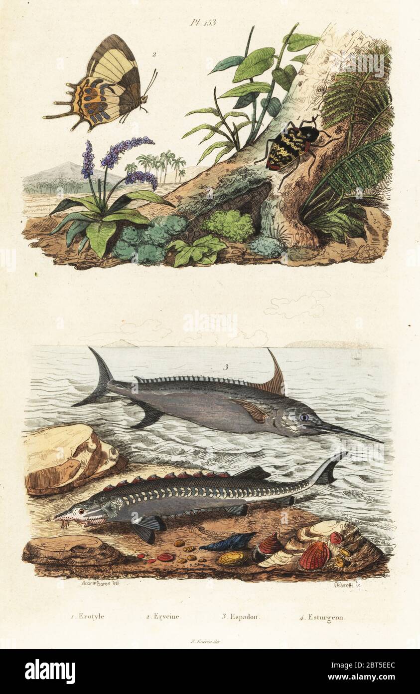 Helicopis butterfly hi-res stock photography and images - Alamy