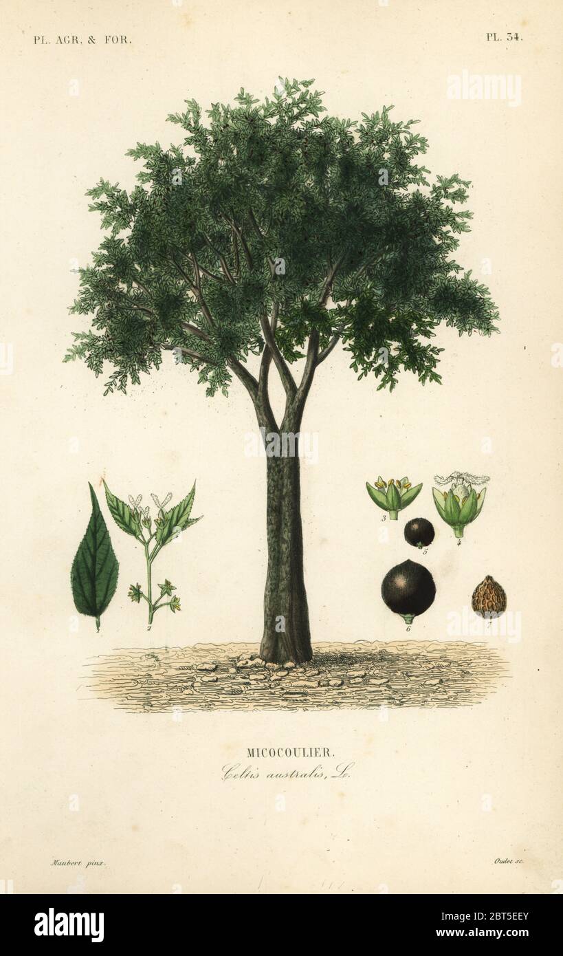 European nettle tree, Mediterranean hackberry, lote tree, or honeyberry ...