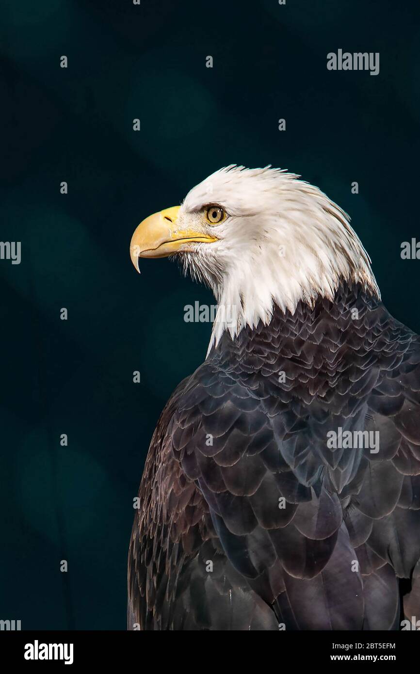 Bald eagle head close up beak hi-res stock photography and images - Alamy