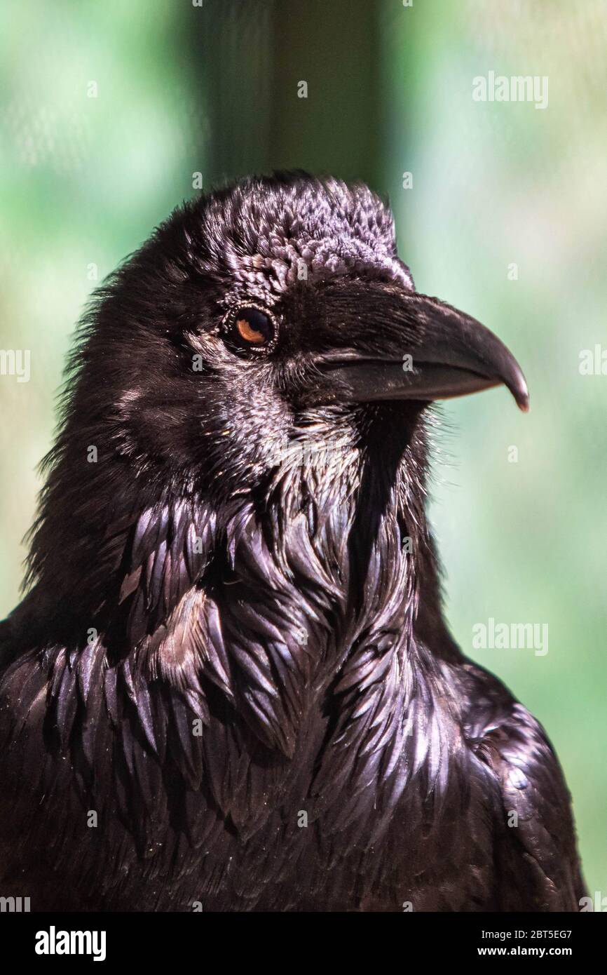 Black raven portrait close up from the side at day Stock Photo - Alamy