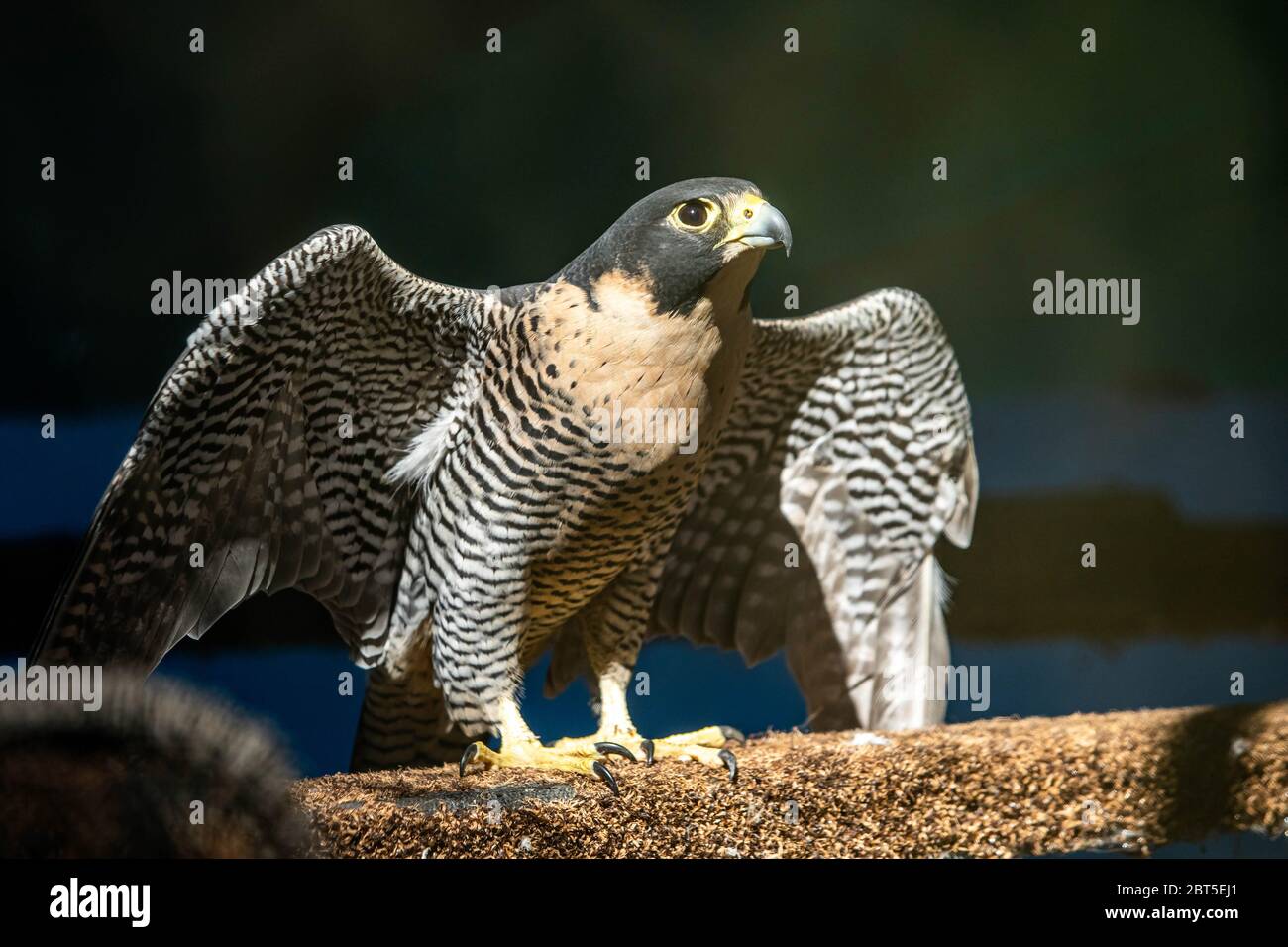 Peregrine falcon flying close up hi-res stock photography and images ...