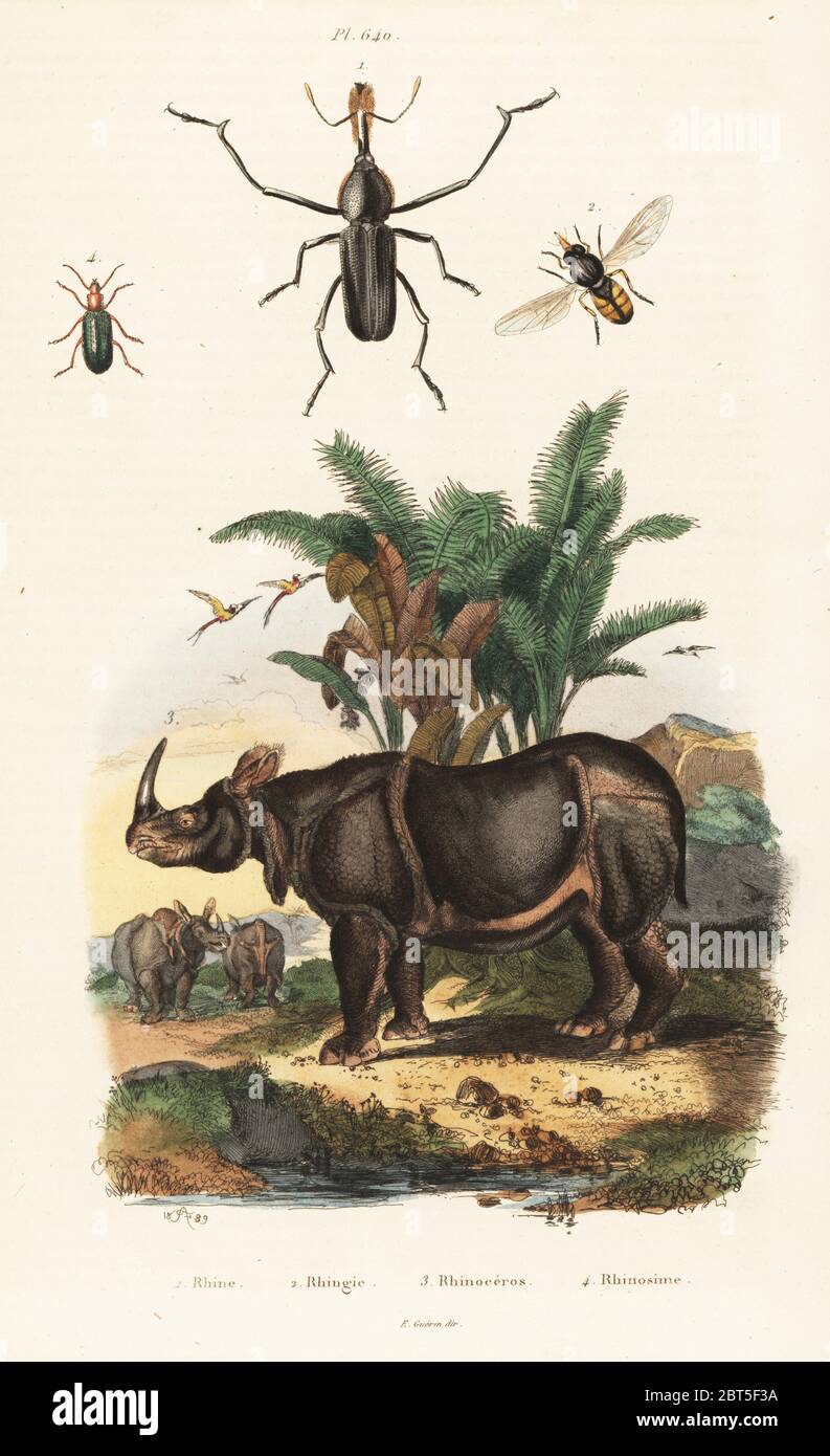 Indian beetle hi-res stock photography and images - Alamy