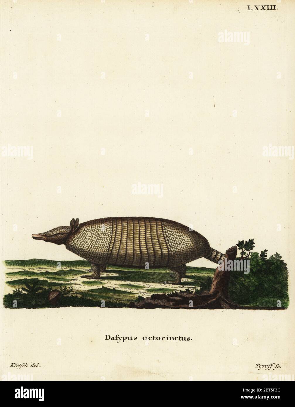 Dasypus octocinctus linn hi-res stock photography and images - Alamy