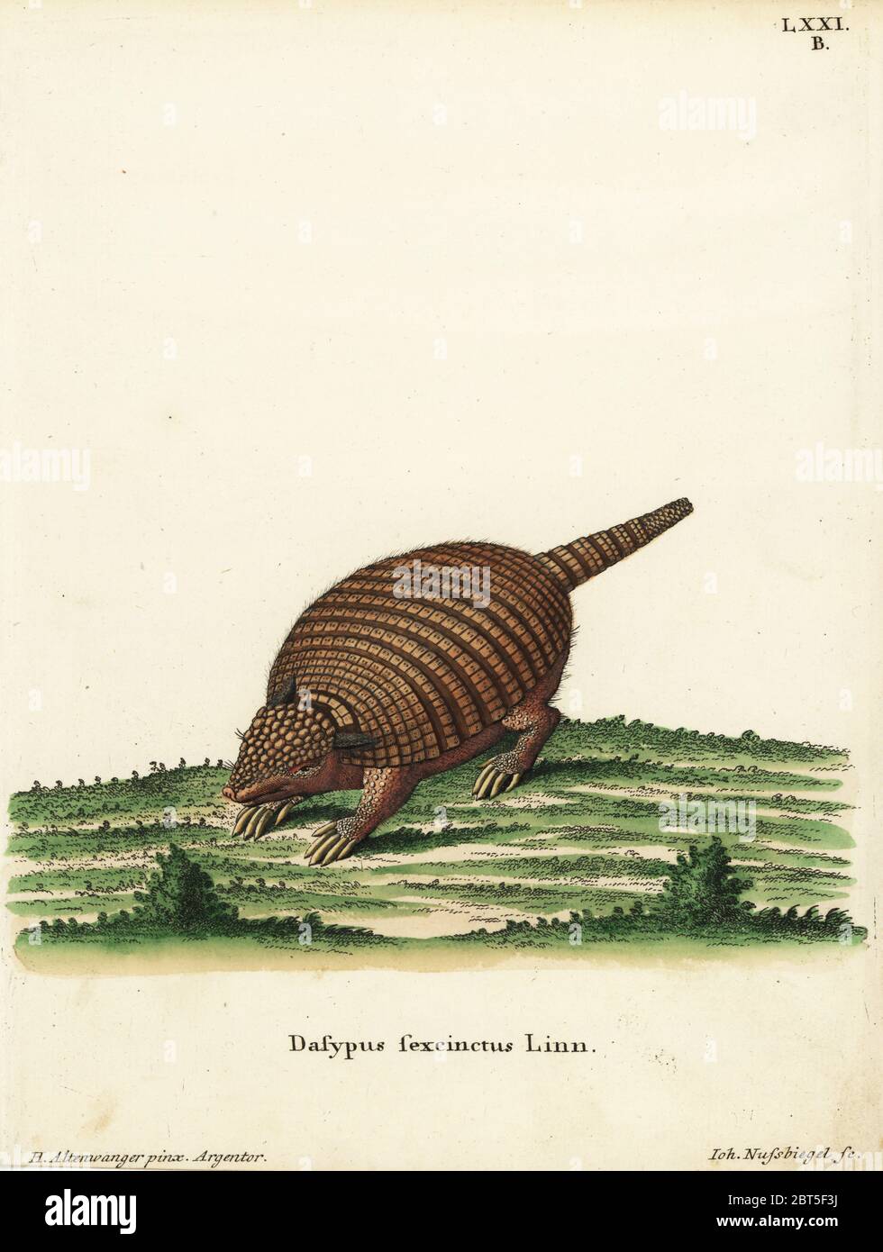 Six-banded armadillo, Euphractus sexcinctus. Dasypus sexcinctus Linn ...