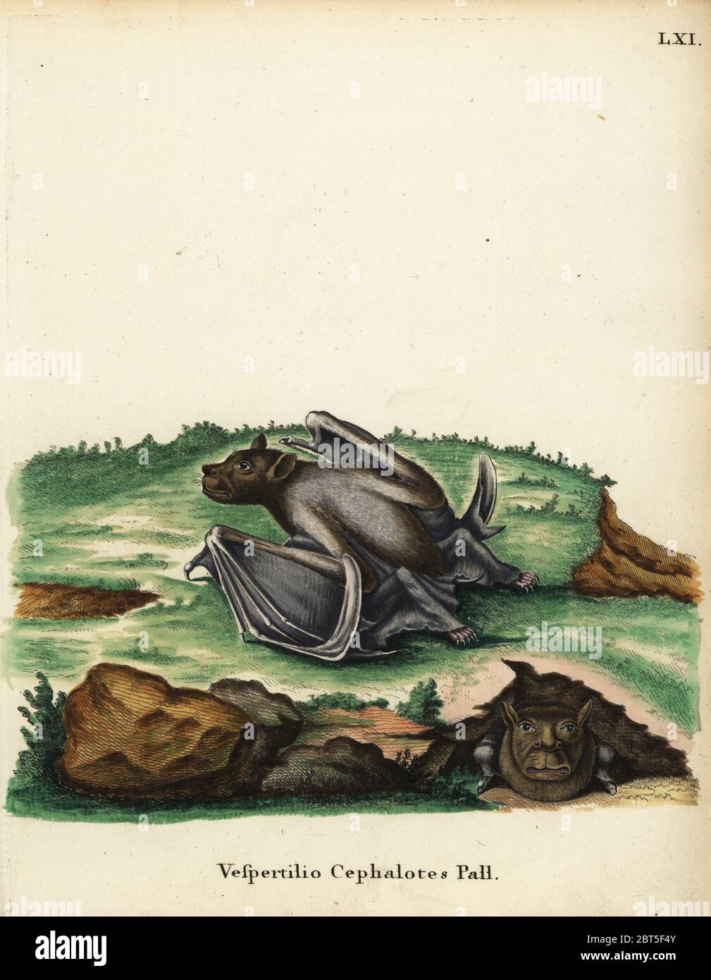 Pallas' tube-nosed fruit bat, Nyctimene cephalotes. Vespertilio ...