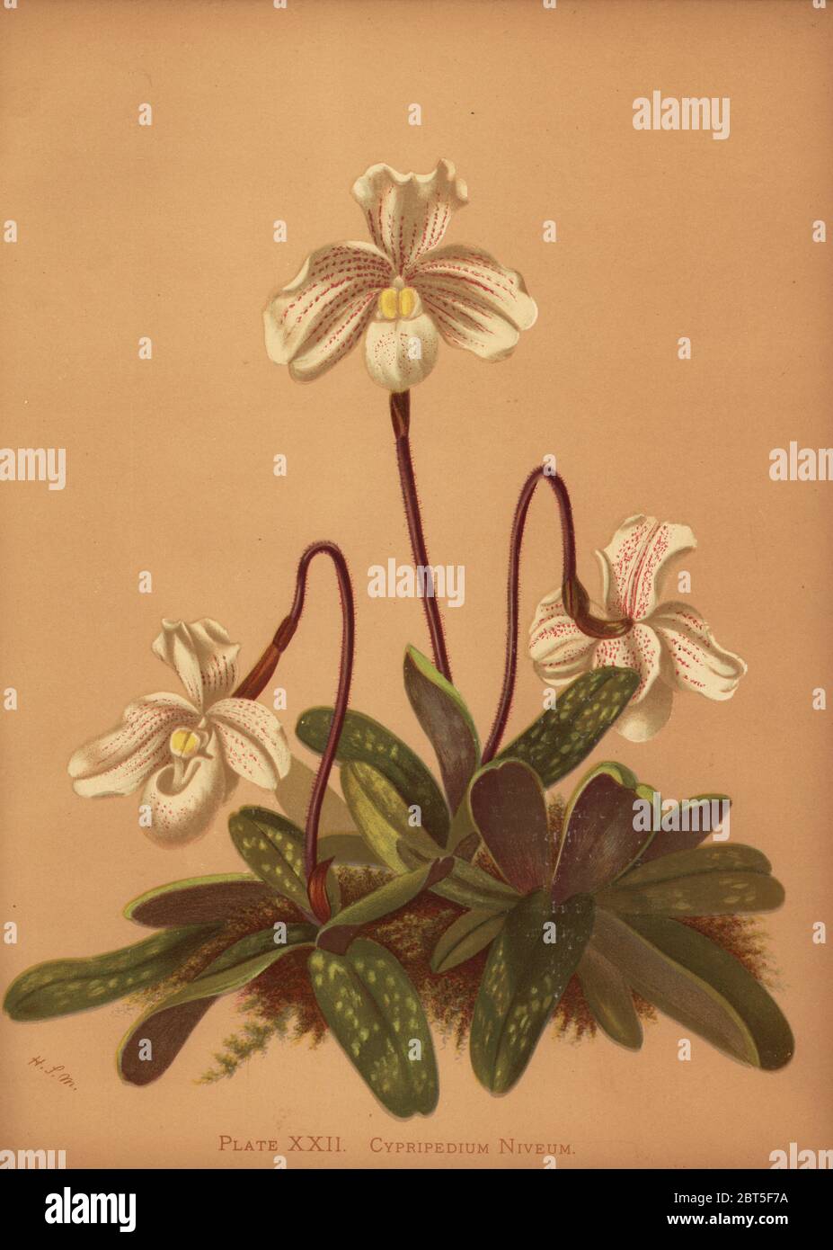Paphiopedilum niveum orchid (Cypripedium niveum). Chromolithograph by ...