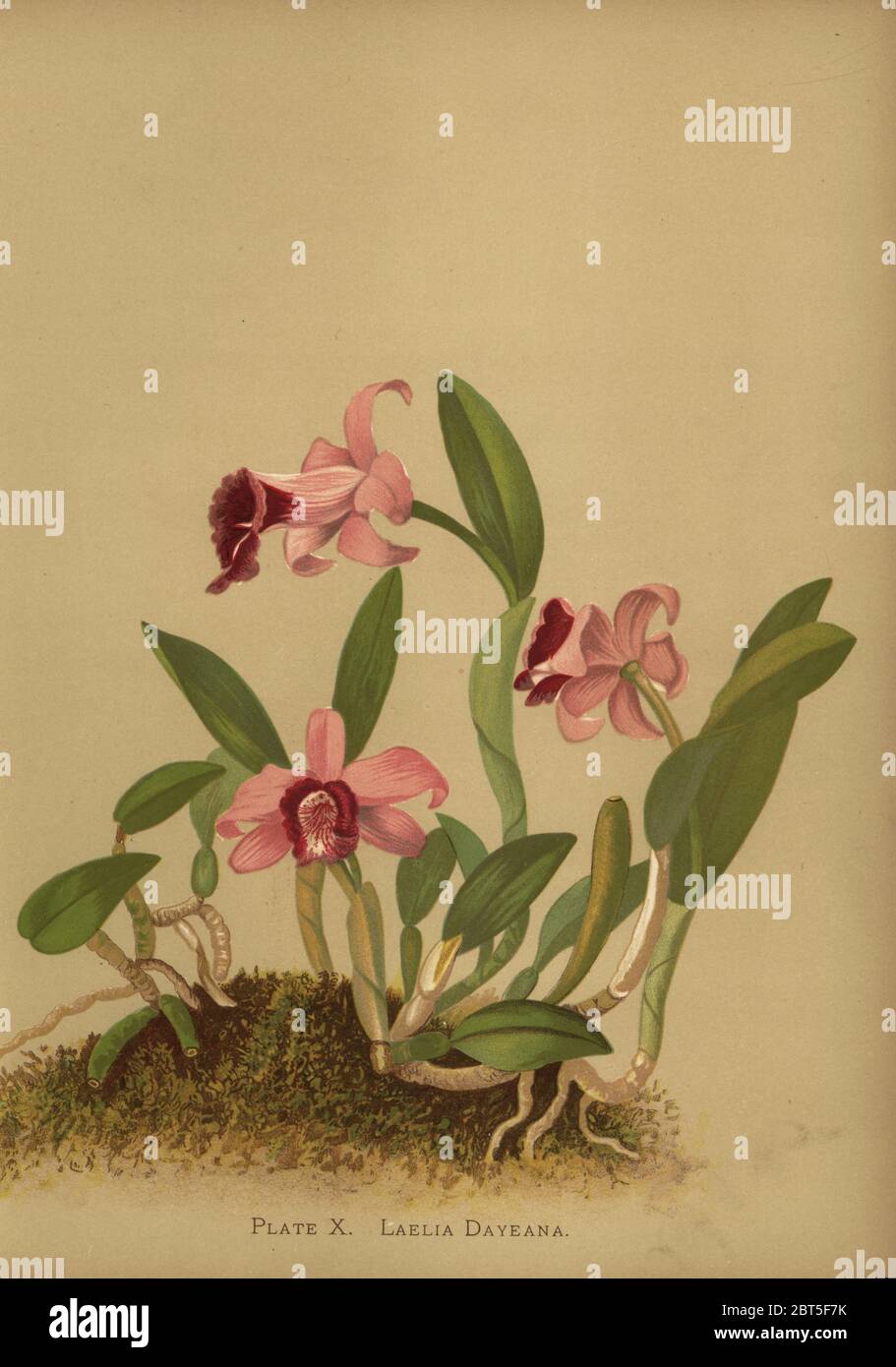 Laelia dayana or Cattleya bicalhoi orchid. Chromolithograph by Hatch ...