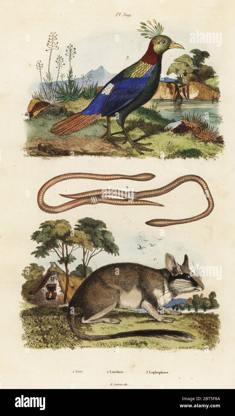 Lophophore resplendissant hi-res stock photography and images - Alamy