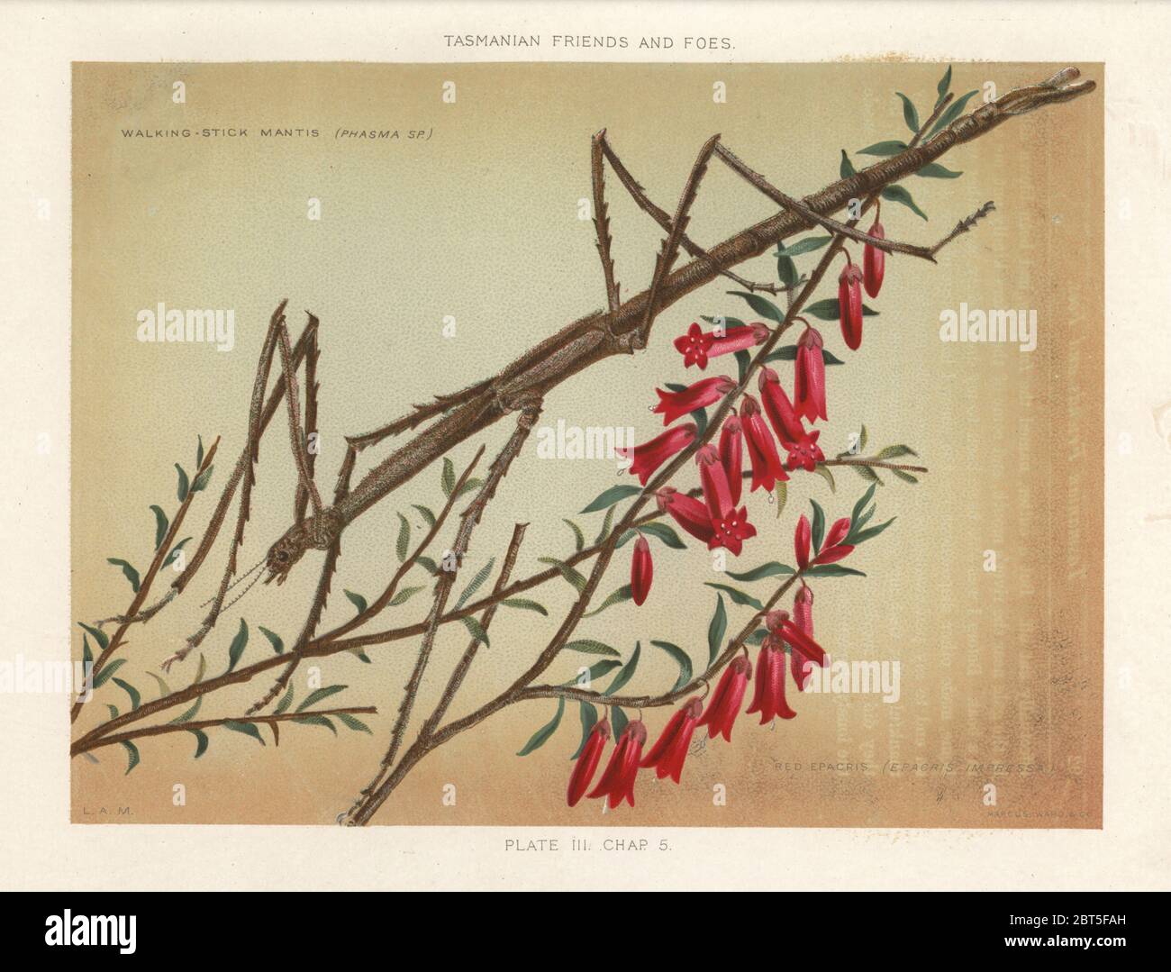 Margin-winged stick insect, Ctenomorpha chronus, and red epacris ...