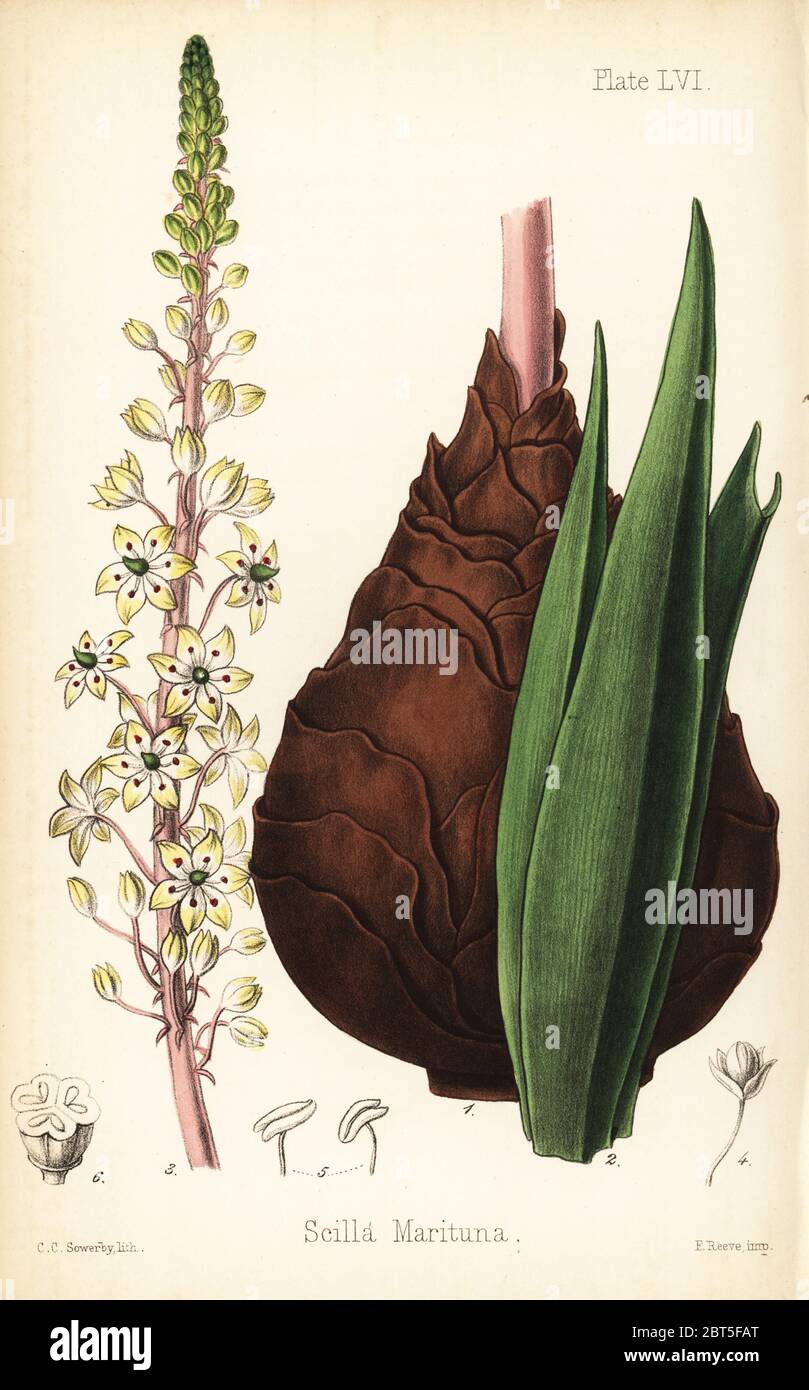 Sea squill, Drimia maritima (Scilla maritima). Handcoloured lithograph ...