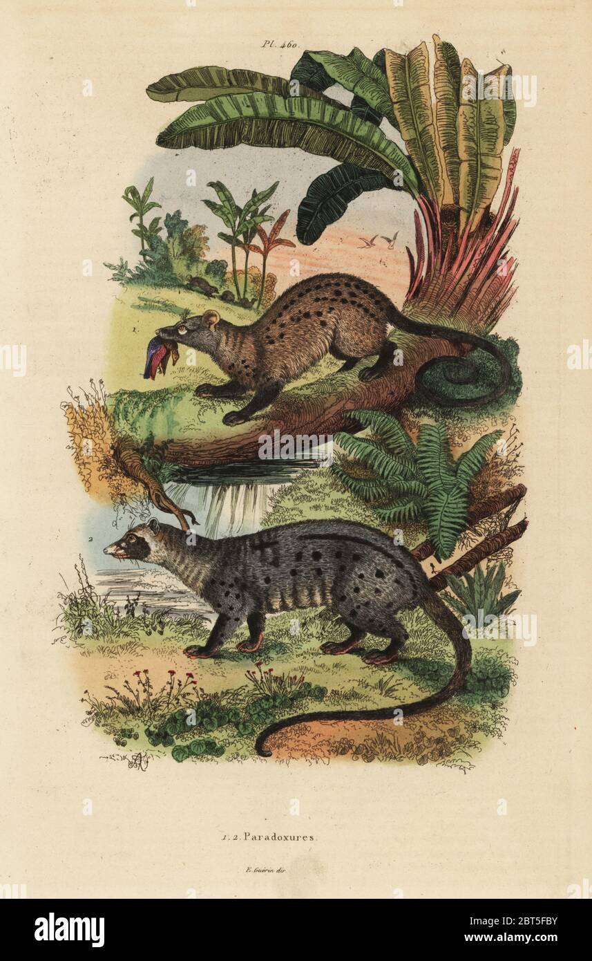 Paradoxures High Resolution Stock Photography and Images - Alamy