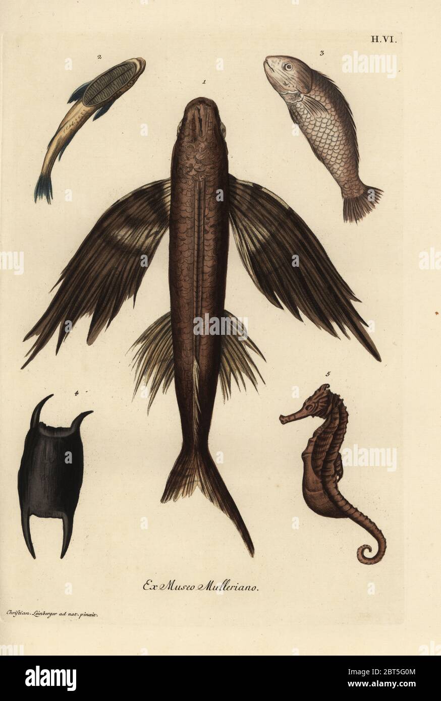 Flying fish, Exocoetus volitans 1, suckerfish, Remora remora 2 ...