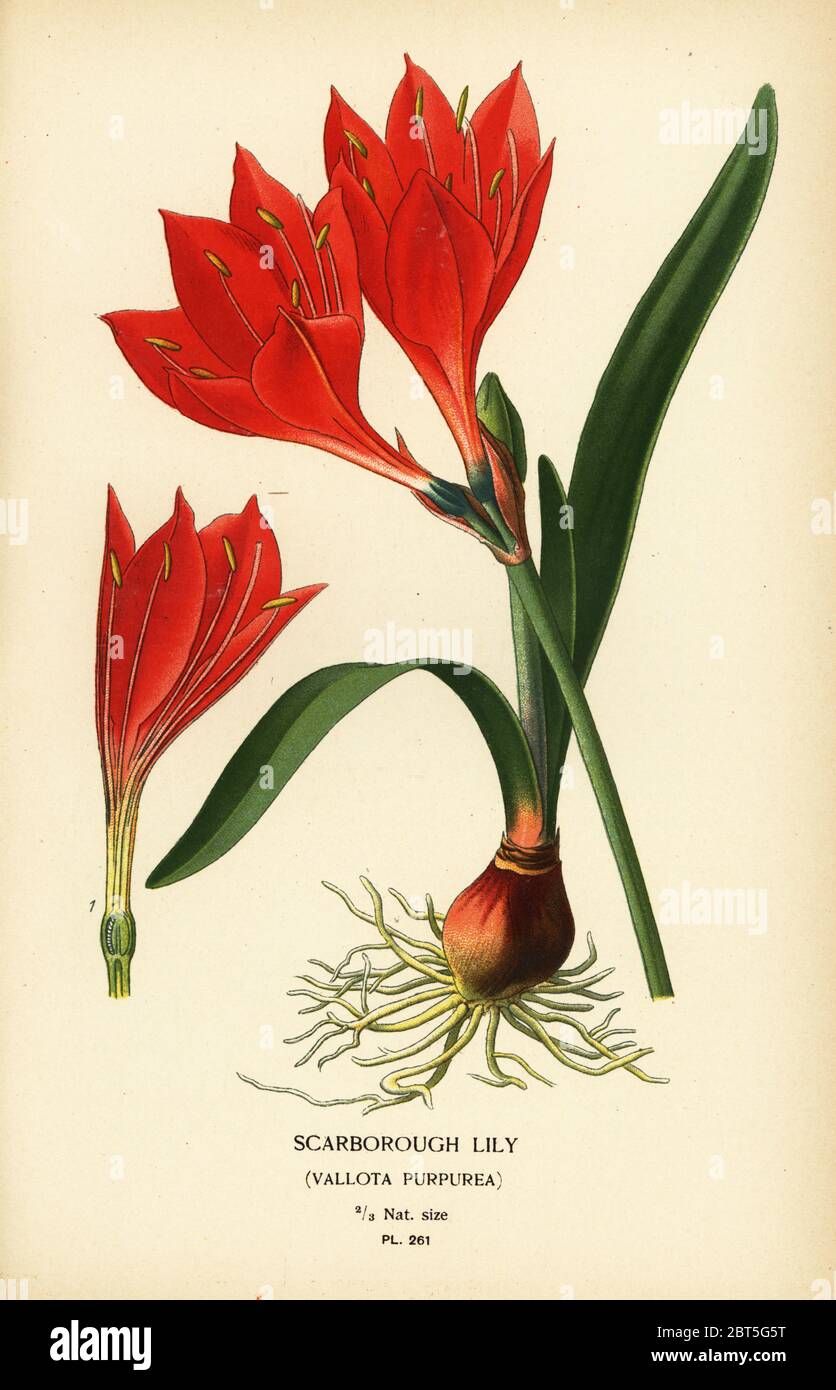 Scarborough lily, Cyrtanthus elatus (Vallota purpurea ...