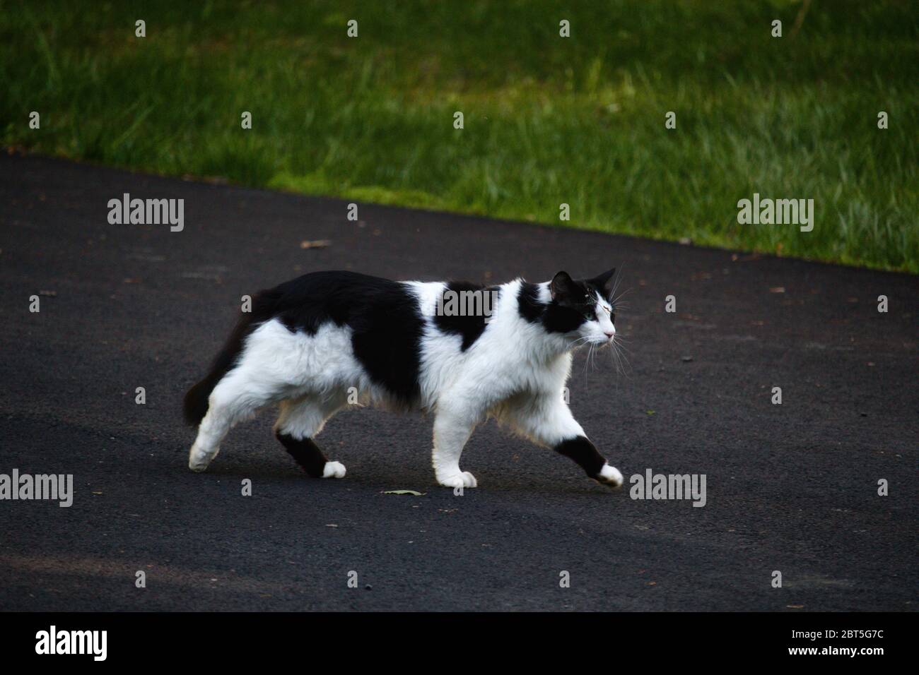 Cat Walking down the street Stock Photo - Alamy