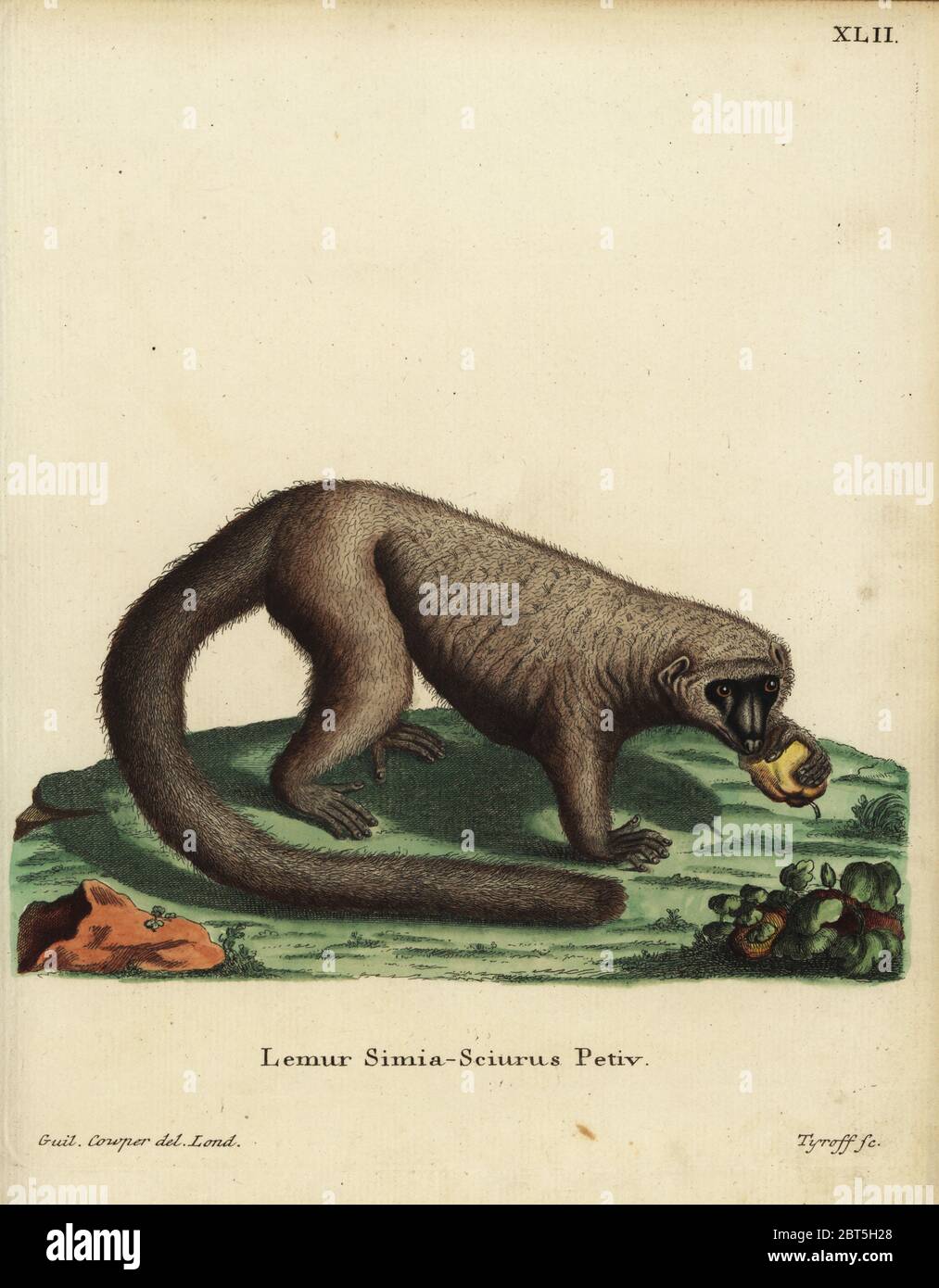 Lemur simia sciurus hi-res stock photography and images - Alamy