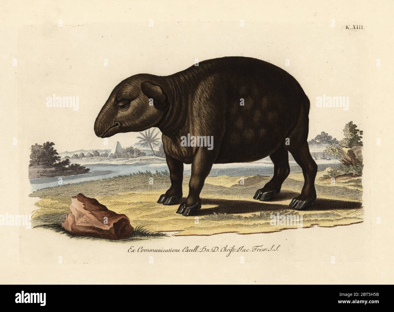 Tapir terrestre hi-res stock photography and images - Alamy