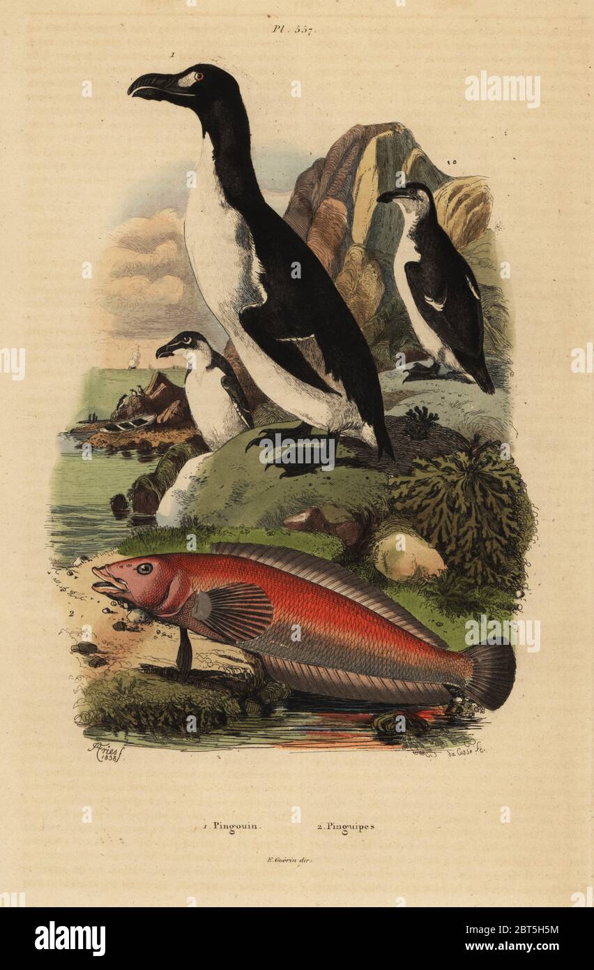Great auk, Pinguinus impennis 1, exctinct, and Brazilian sandperch ...