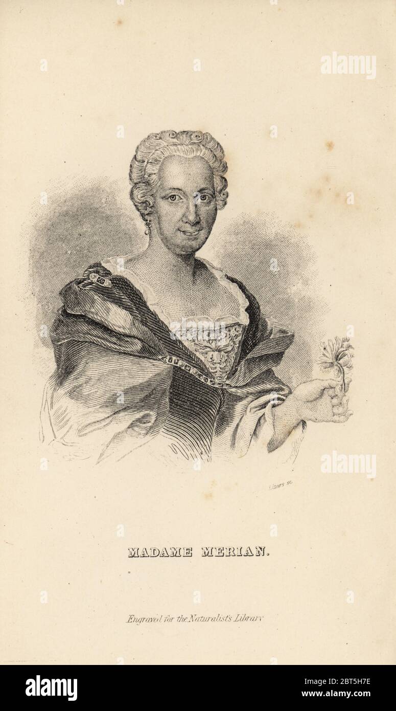 Madame Merian or Maria Sybilla Merian, German naturalist, entomologist ...