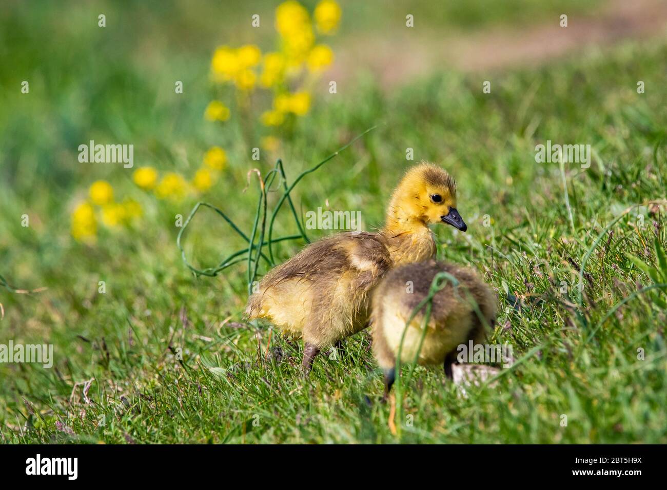 Cute baby canadian gosling birds in the wild at spring day Stock Photo ...