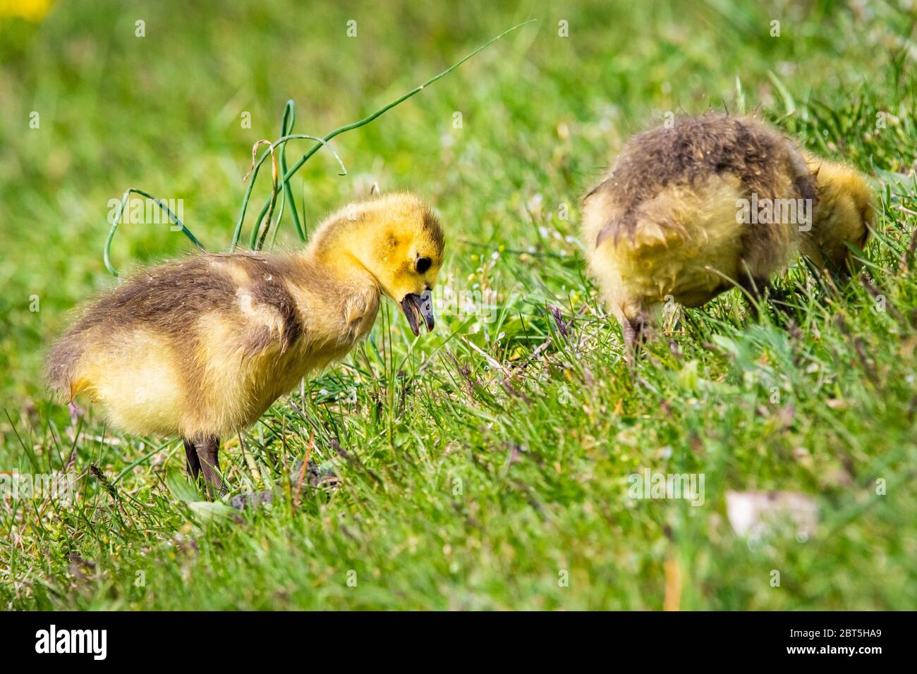 Cute baby canadian gosling birds in the wild at spring day Stock Photo ...