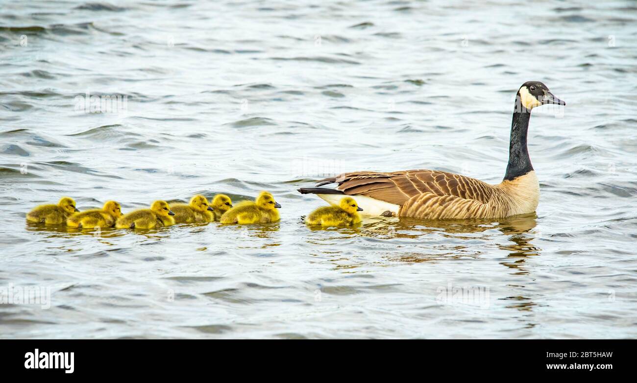 Cute baby canadian gosling birds swimming in the wild with parents at ...