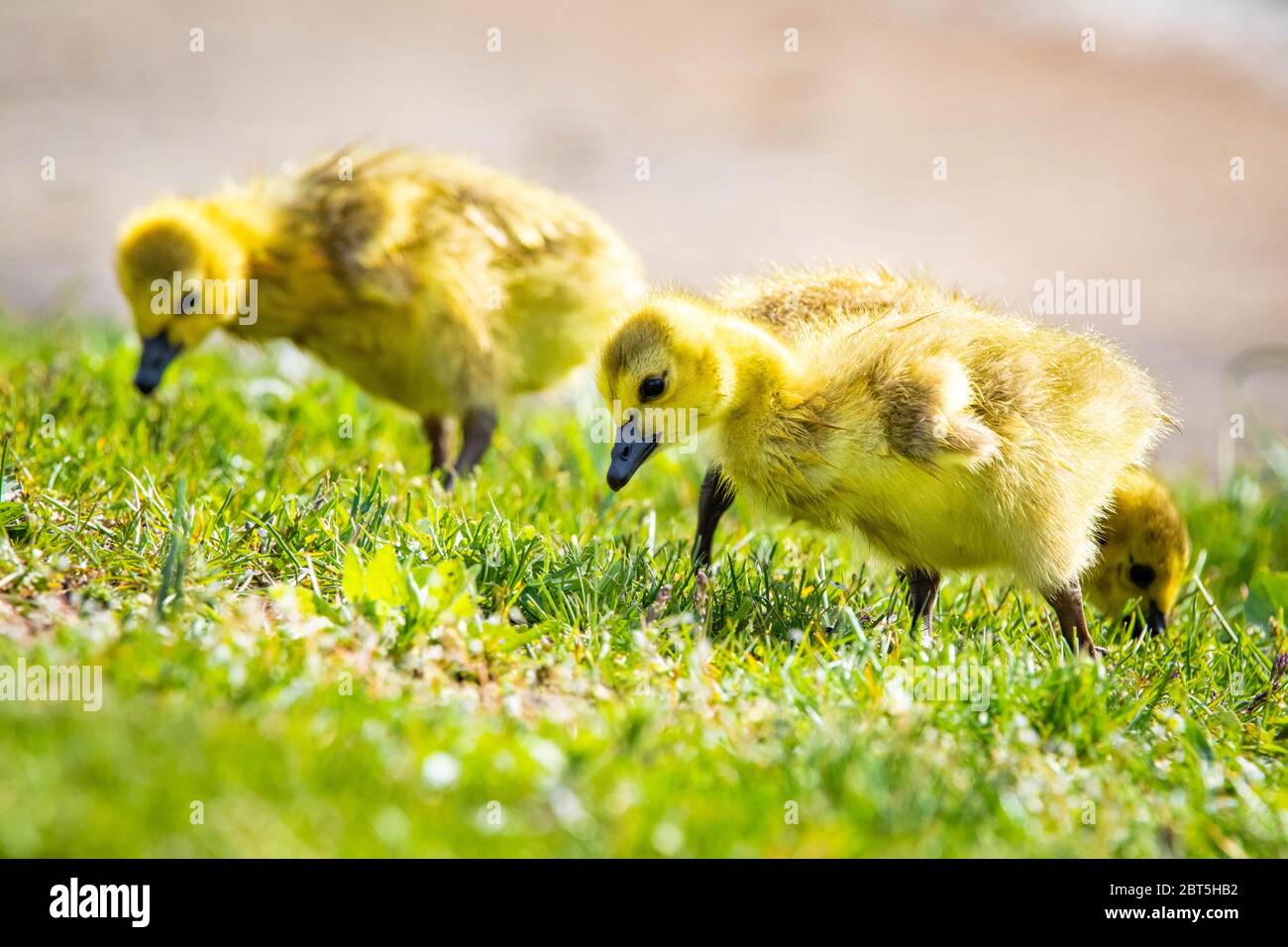 Cute baby canadian gosling birds in the wild at spring day Stock Photo ...