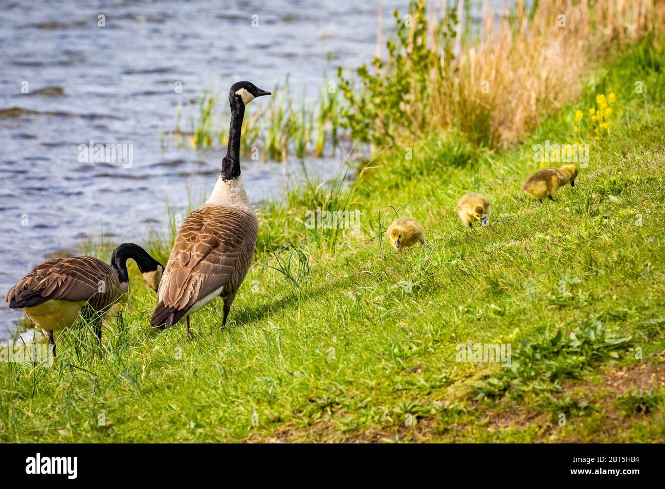 Cute baby canadian gosling birds in the wild at spring day Stock Photo ...