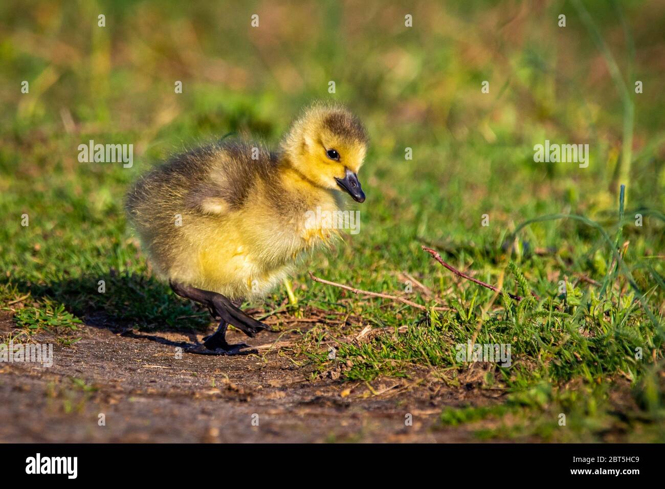 Cute baby canadian gosling birds in the wild at spring day Stock Photo ...