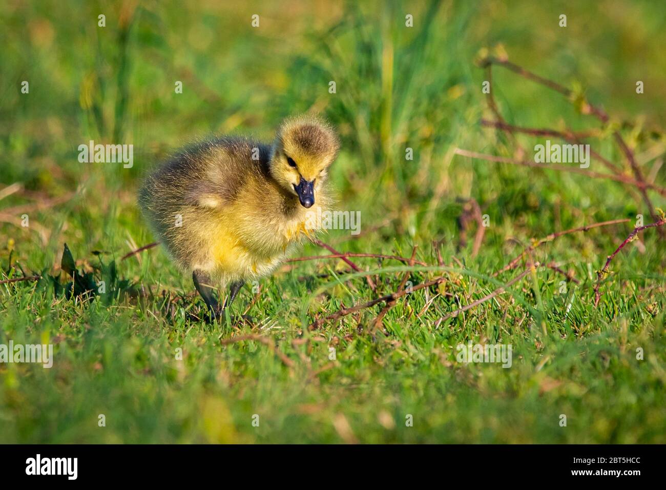 Cute baby canadian gosling birds in the wild at spring day Stock Photo ...