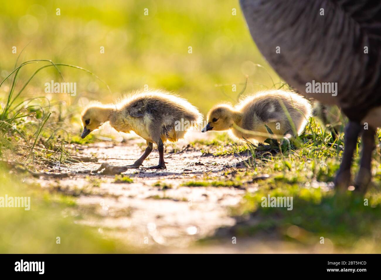 Cute baby canadian gosling birds in the wild at spring day Stock Photo ...