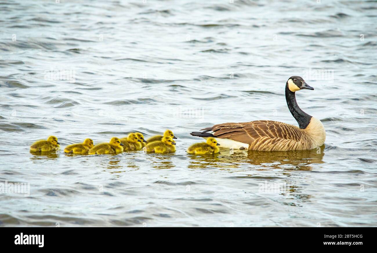 Cute baby canadian gosling birds swimming in the wild with parents at ...