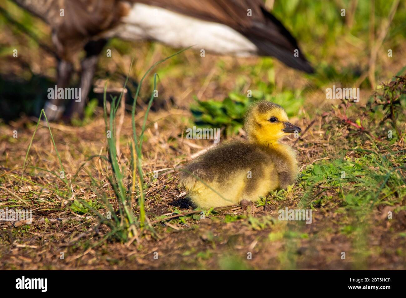 Cute baby canadian gosling birds in the wild at spring day Stock Photo ...