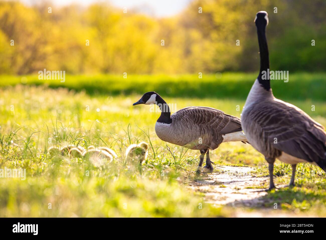 Cute baby canadian gosling birds in the wild at spring day Stock Photo ...