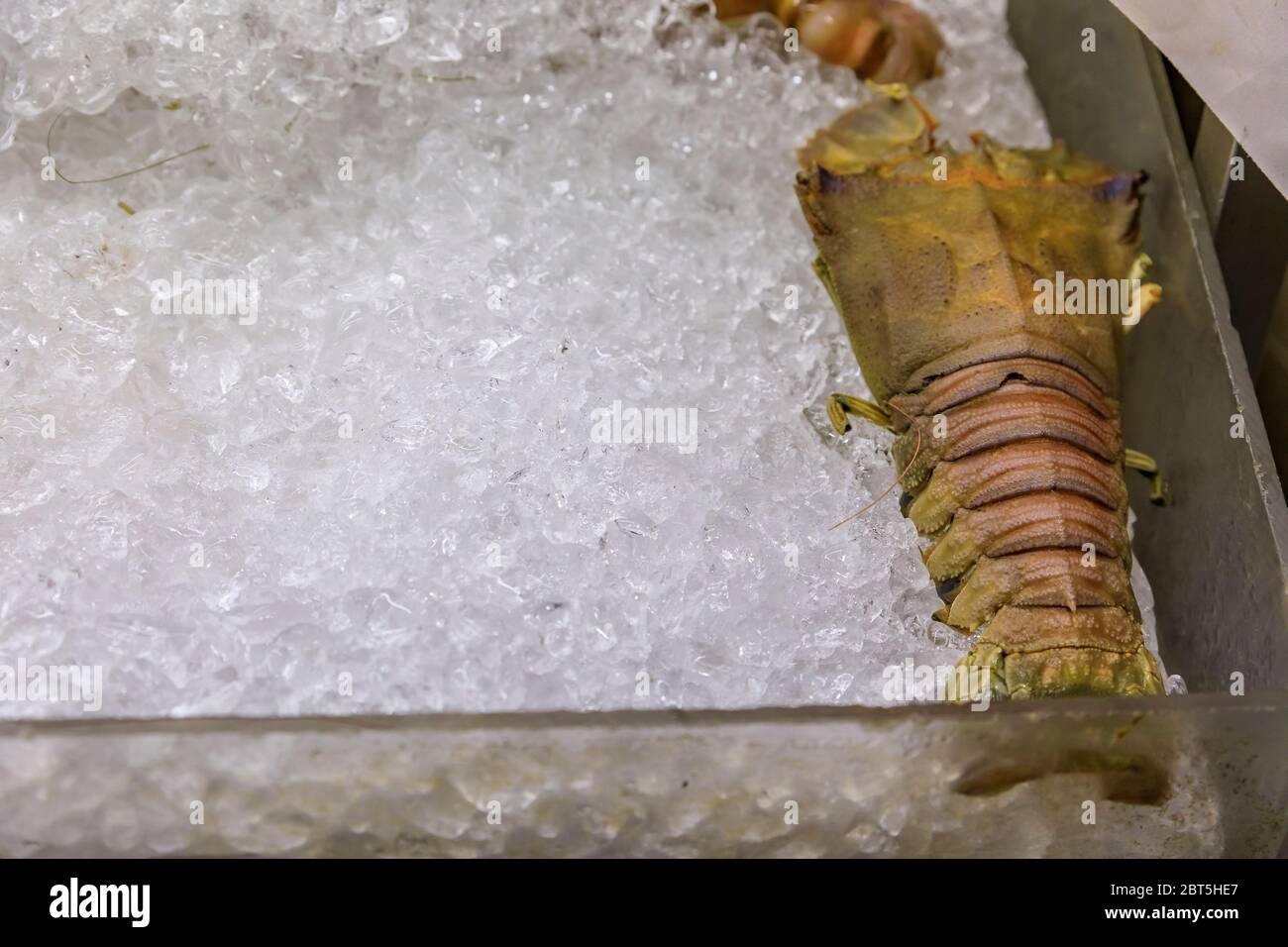 Oriental slipper lobster Thenus orientalis known as flathead lobster or ...