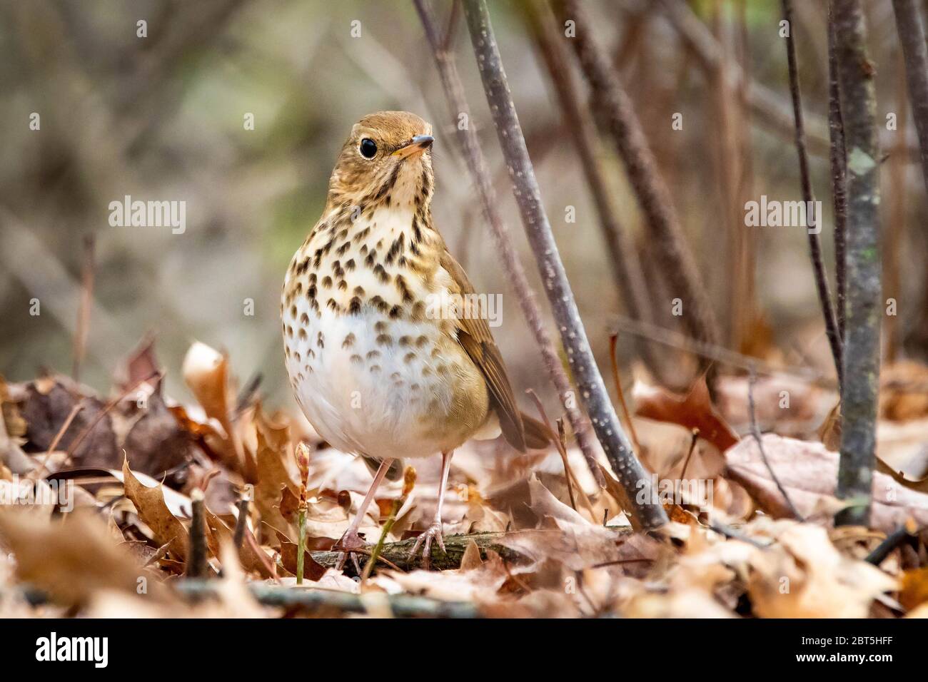 Cute Hermit Thrush bird close up portrait in spring Stock Photo - Alamy