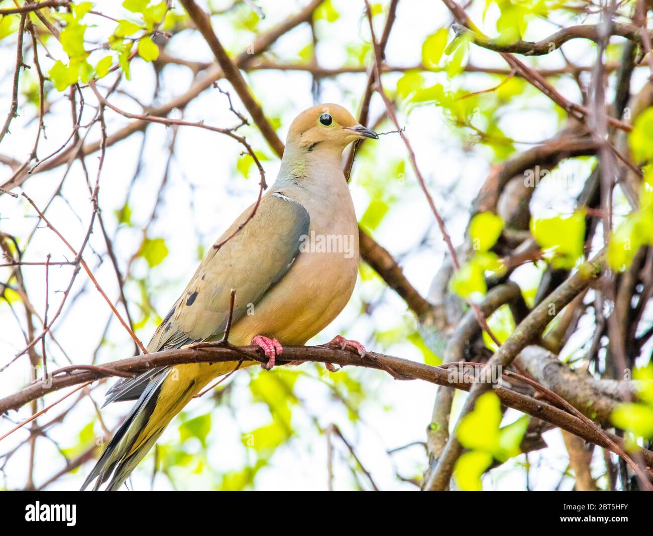 Cute mourning dove portrait close up in spring day Stock Photo - Alamy
